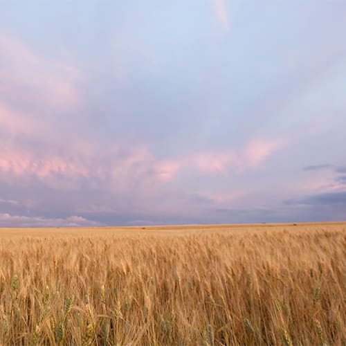 Crowley Fleck Gets Unified Communications Upgrade - Cerium Networks